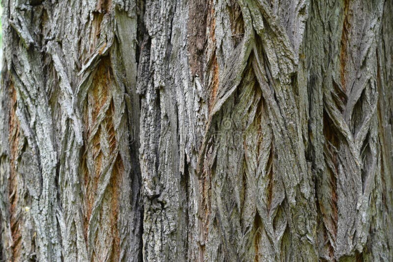 The Texture of the Bark of an Old Robinia (acacia) Tree Stock Image ...