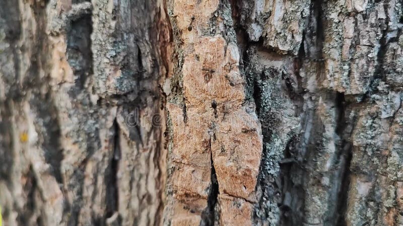 The Texture of the Bark of an Old Tree and Ants on it Stock Footage ...