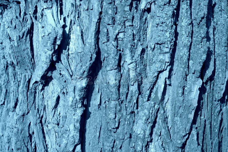 Texture of the Bark of an Old Tree Closeup. Natural Background Blue ...