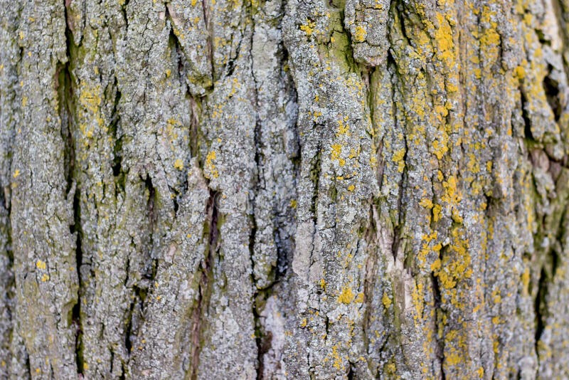 Texture of Bark of an Old Tree with Deep Cracks. Natural Natura Stock ...