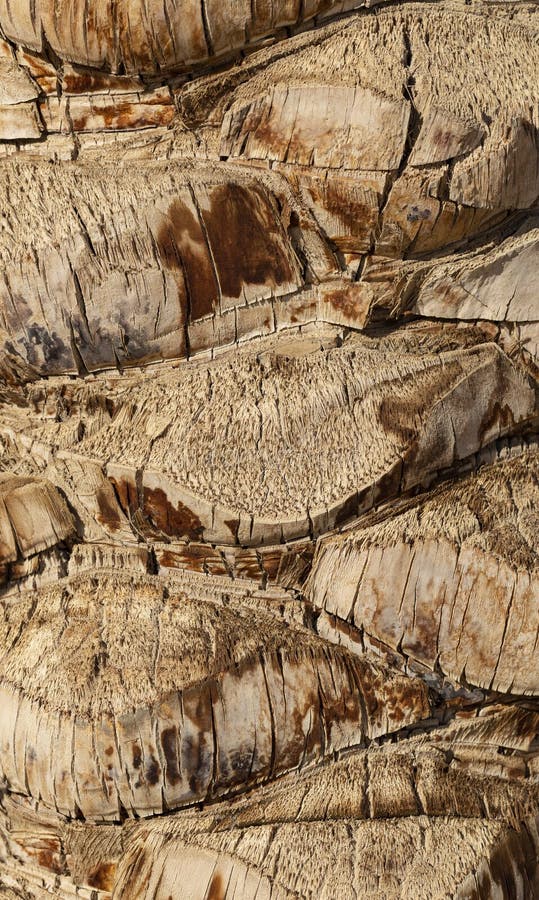 The Texture of the Bark of a Palm Plant. Stock Photo - Image of ...