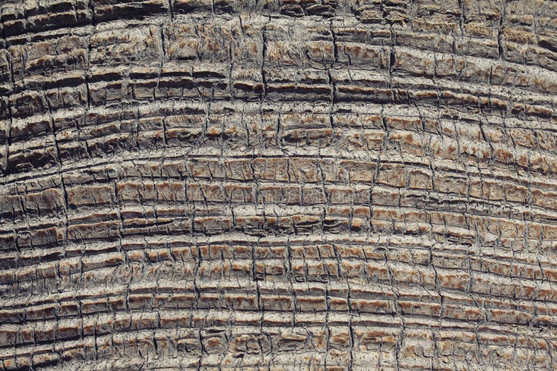 Palm Tree Bark Texture Seamless