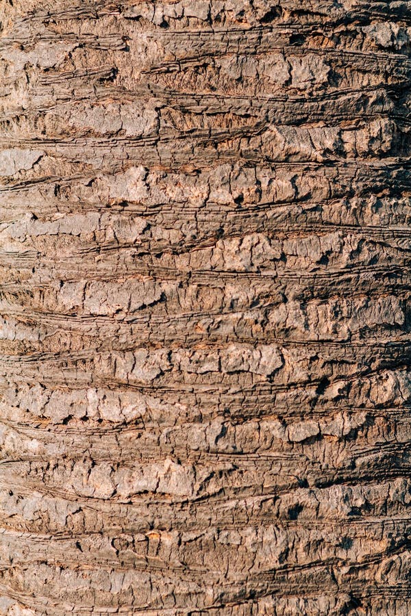The Texture of Bark of Palm Tree. Stock Photo - Image of abstract ...
