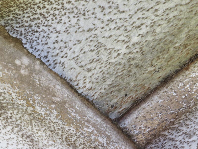 Dry Palm Tree Branches Background. Full Frame of Dry Palm Trees Texture ...