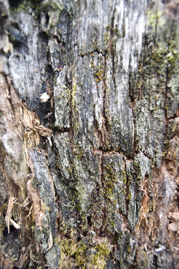 The Texture of the Bark Peeling Off the Tree Trunk Stock Image - Image ...