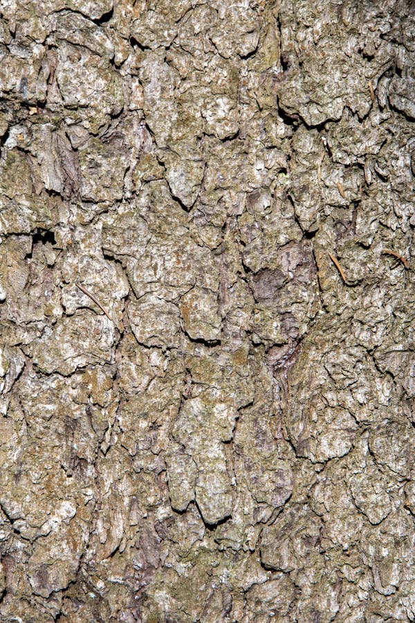 The Texture of the Bark of Pine, Spruce, Small Bark Textured Veins ...