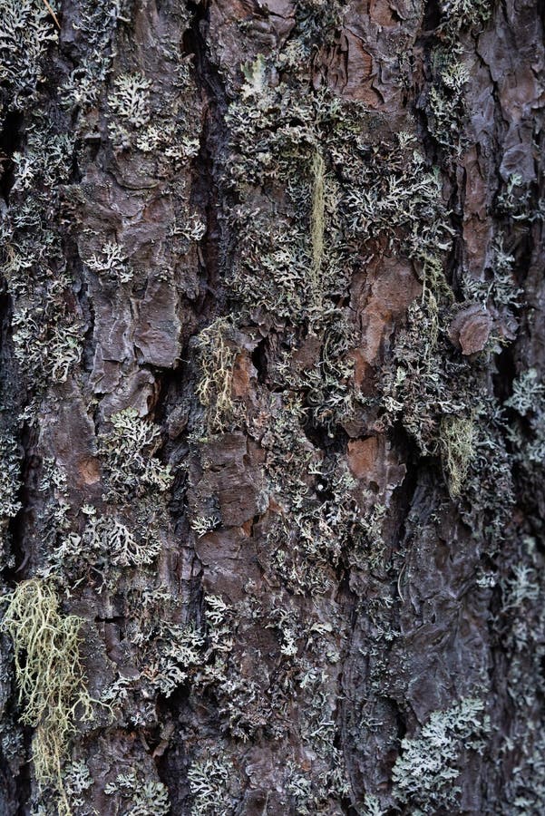 Rough Texture of Pine Tree Bark Close-up Stock Photo - Image of ...