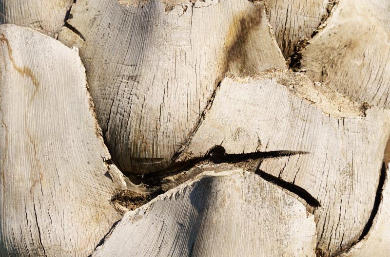 The Texture of the Bark of a Plane Tree Close-up. Stock Photo - Image ...