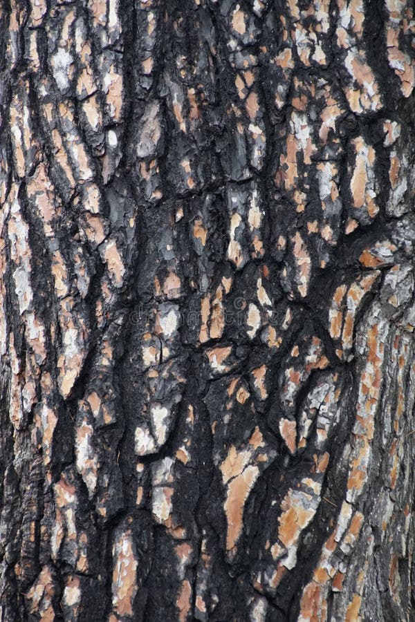 The Texture of the Bark of the Plant. Pine Tree Trunk. Vertical Shot ...