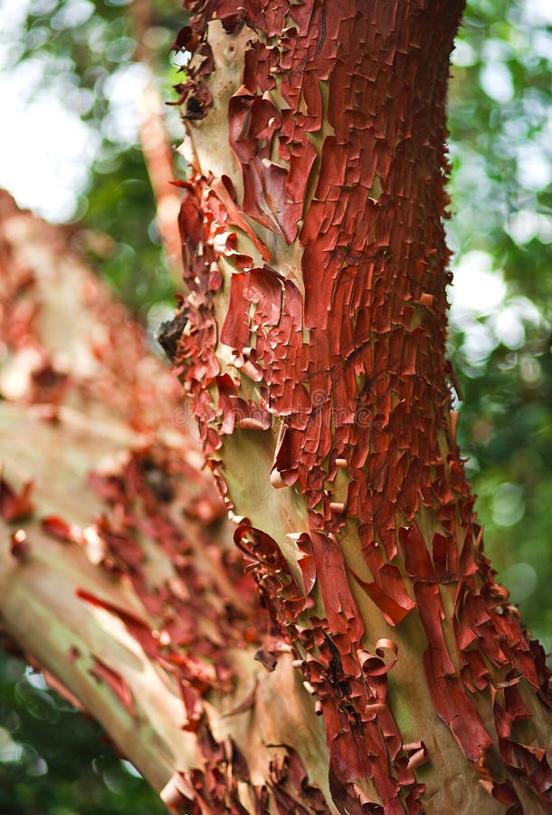 Texture of the Bark of the Platan , Chinara Tree. Plane Tree Texture ...