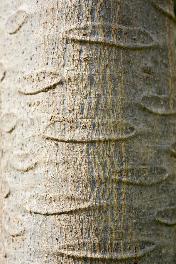 Texture on the bark. stock image. Image of tree, rough - 114617515