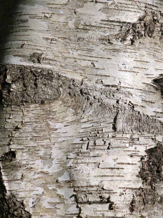 Texture on Bark, Silver Birch Tree, Betula Pendula Stock Photo - Image ...