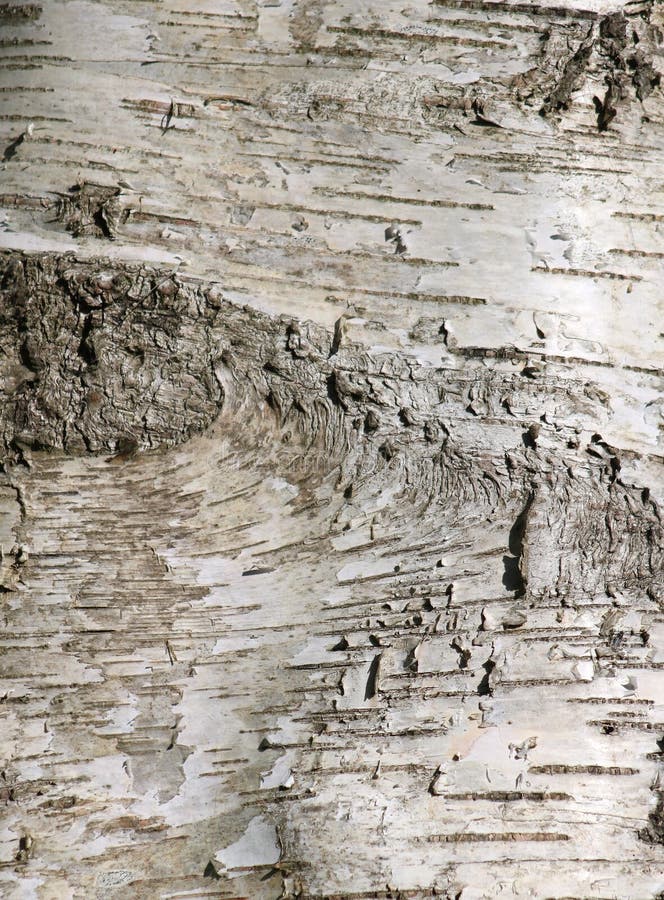 Texture on Bark, Silver Birch Tree, Betula Pendula Stock Photo - Image ...
