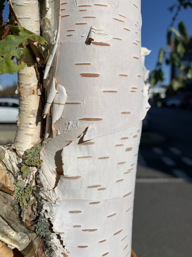Texture of Bark on a Silver Birch Tree Stock Image - Image of texture ...