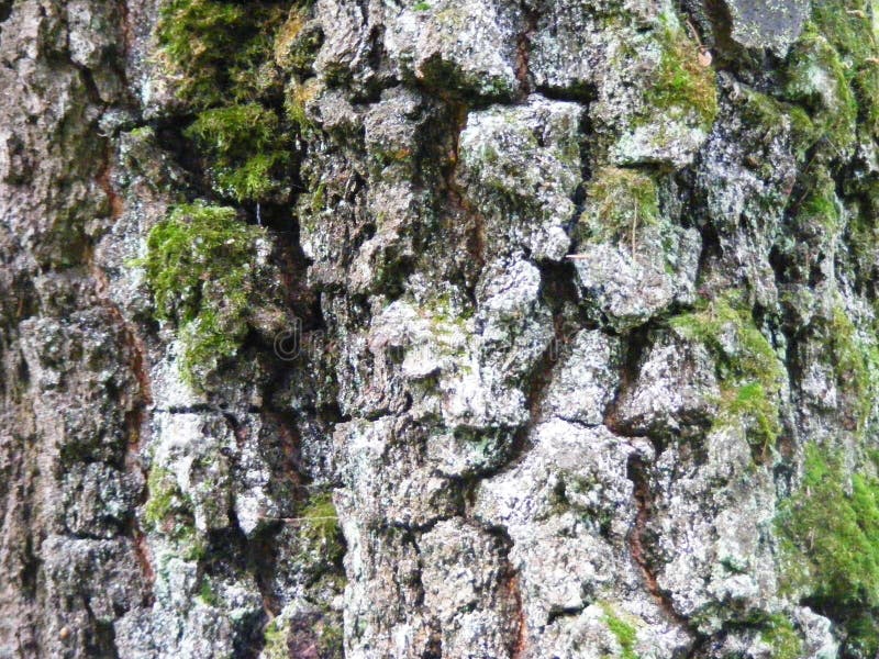 Texture of the Bark of Spruce. Background of a Tree Trunk. Stock Image ...