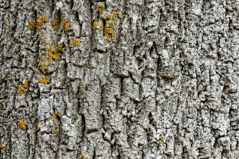 Texture of the Bark of Spruce. Background of a Tree Trun Stock Photo ...
