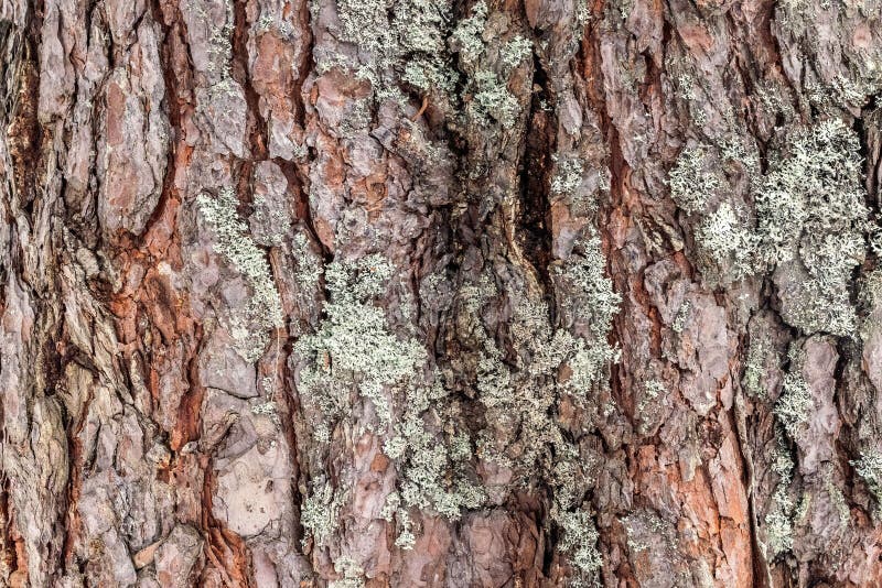 The Texture of the Bark of a Spruce Tree. Background Stock Photo ...