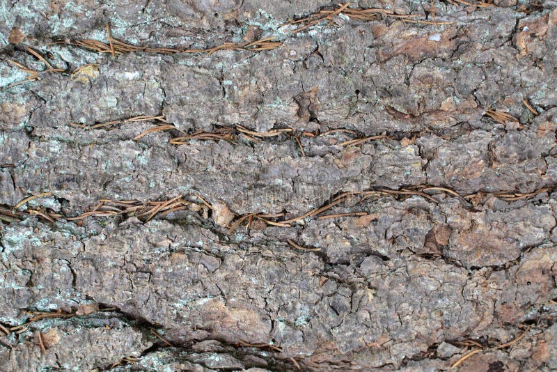 Texture 7869 - Bark of Spruce Tree Stock Image - Image of environment ...