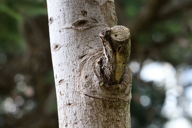Texture of the Bark of a Tall Tree Stock Photo - Image of forest, plant ...