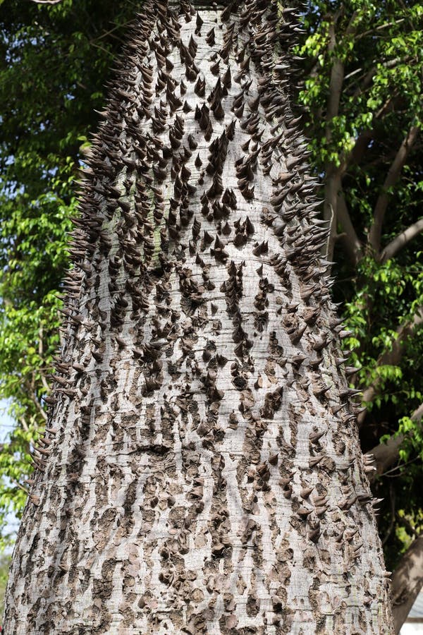 Texture of the Bark of a Tall Tree Stock Photo - Image of climate ...