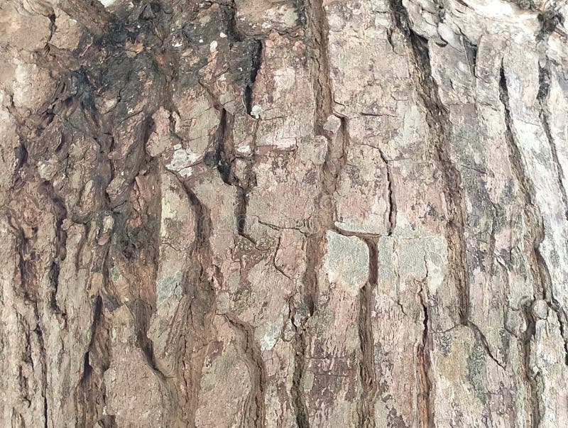 Texture of the Bark of the Terminalia Catappa Tree Which is More Than ...
