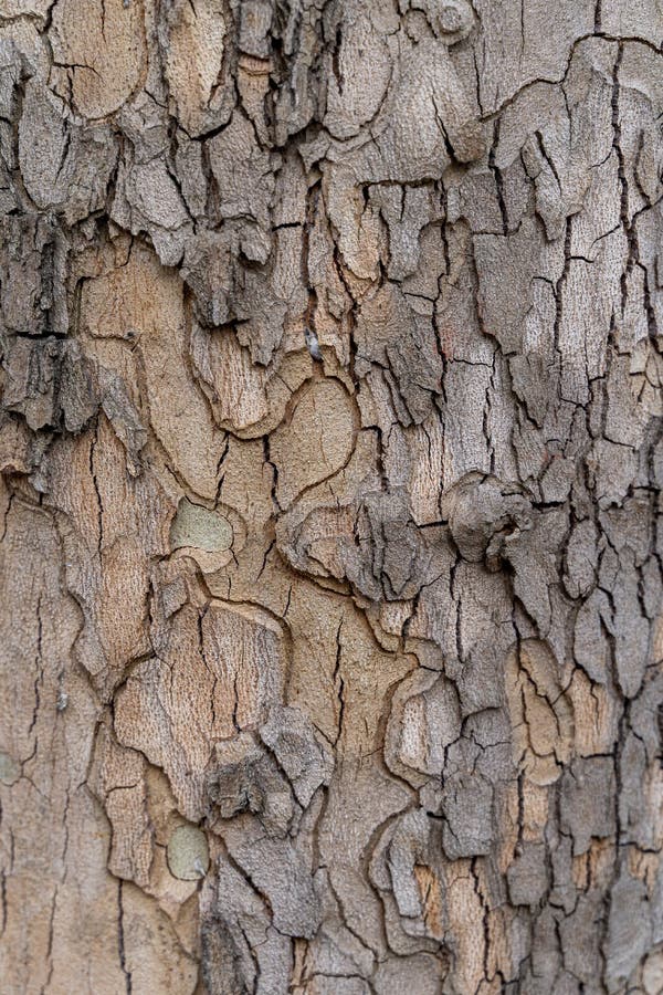 Texture on Bark, Silver Birch Tree, Betula Pendula Stock Photo - Image ...
