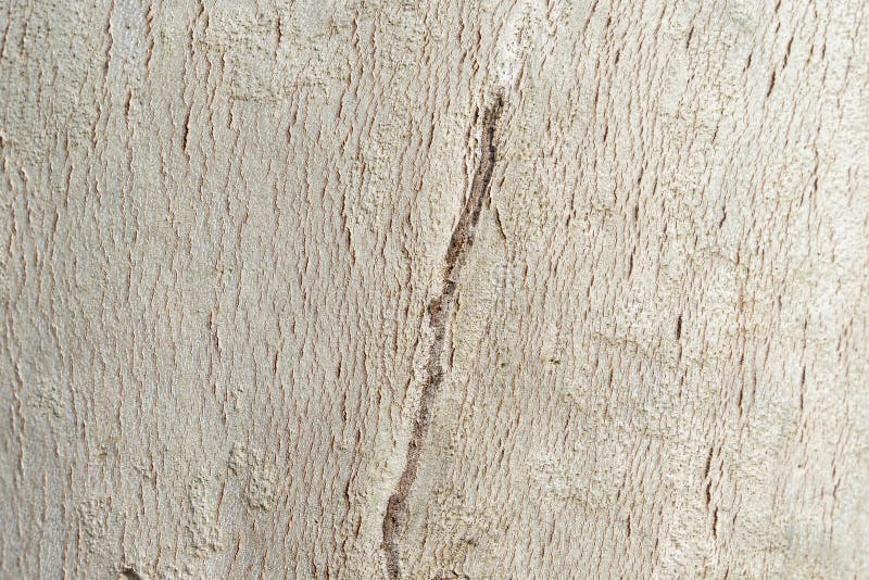 Texture on Bark, Silver Birch Tree, Betula Pendula Stock Photo - Image ...