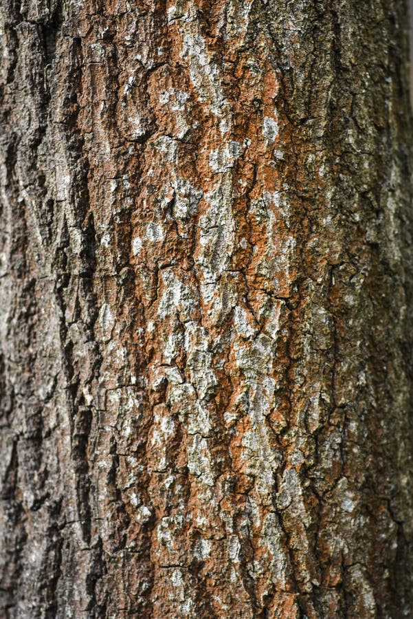 Texture of Bark on the Tree, Forest Landscape, Autumn Bark on Th Stock ...