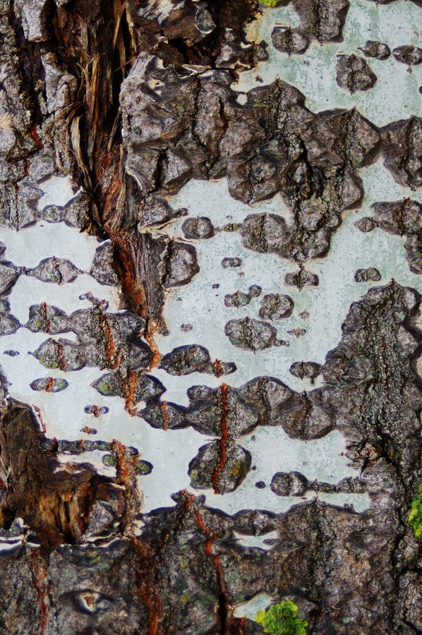 Texture of a Bark of a Tree of Light Color Stock Photo - Image of ...