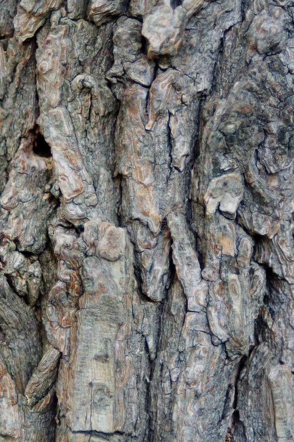 Texture of a Bark of a Tree of Light Color Stock Image - Image of look ...