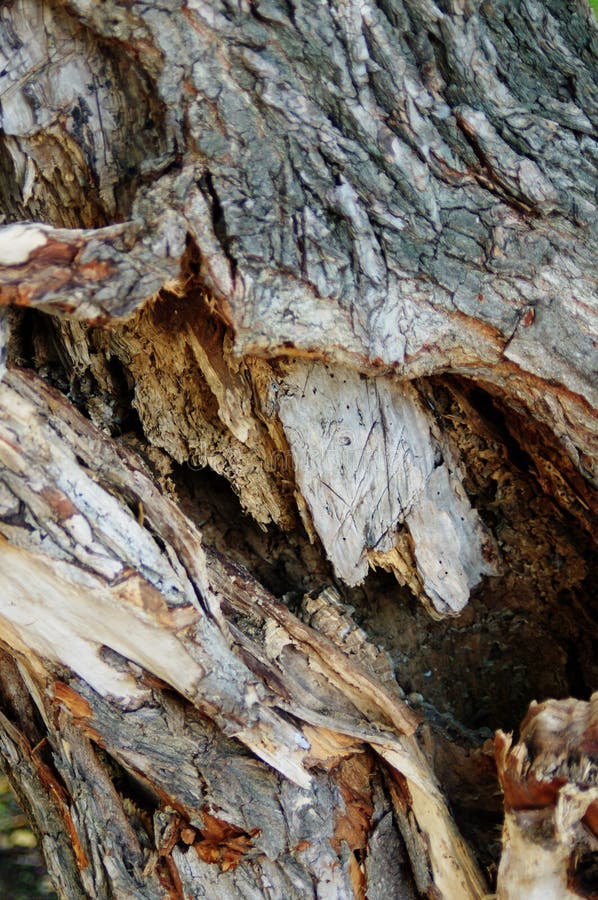 Texture of a Bark of a Tree of Light Color Stock Image - Image of light ...