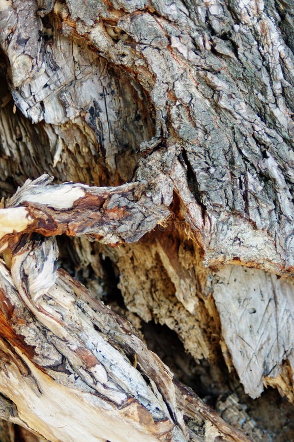 Texture of a Bark of a Tree of Light Color Stock Image - Image of tree ...