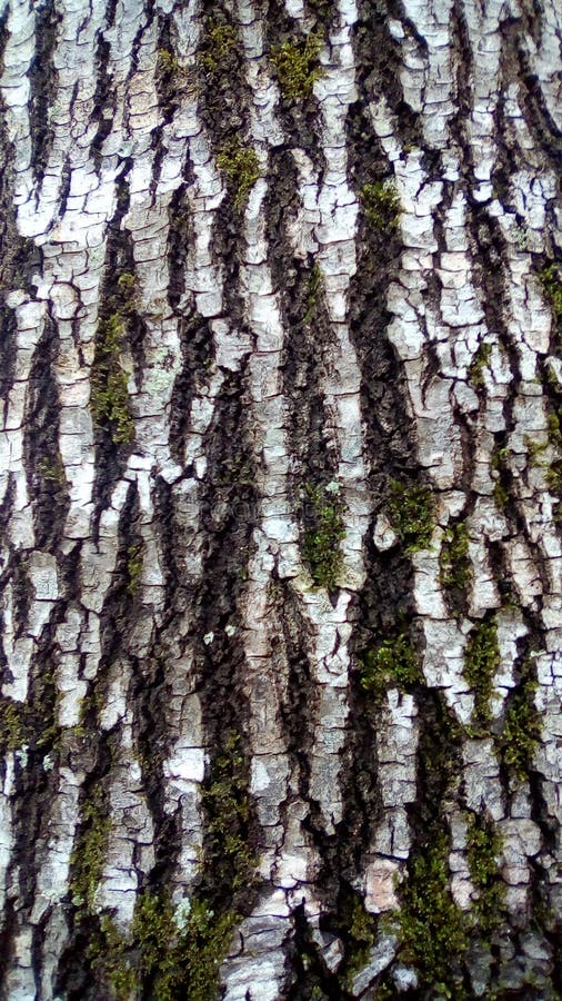 Texture of a Moldy Tree Bark Stock Photo - Image of nature, bark: 158464746