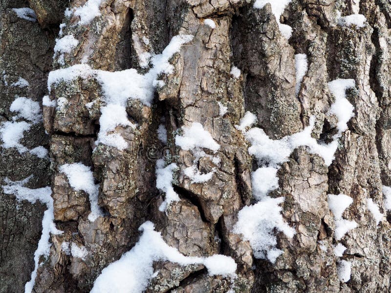 The Texture of the Bark of the Tree in the Snow Stock Image - Image of ...