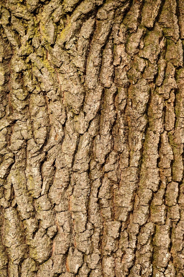 Vertical Natural Tree Bark Texture Backgrond Stock Image - Image of ...