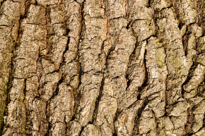 Vertical Natural Tree Bark Texture Backgrond Stock Image - Image of ...