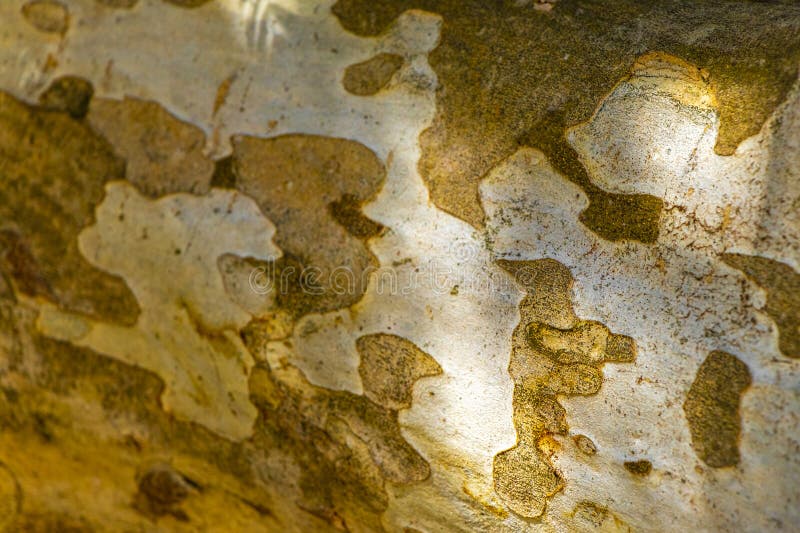 Texture of the Bark of a Tropical Tree Jungle Mexico Stock Image ...