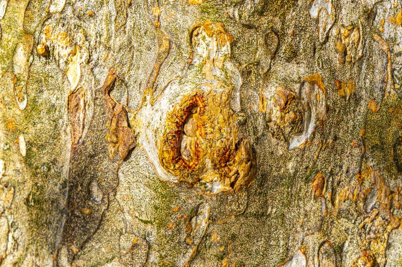 Texture of the Bark of a Tropical Tree Jungle Mexico Stock Photo ...