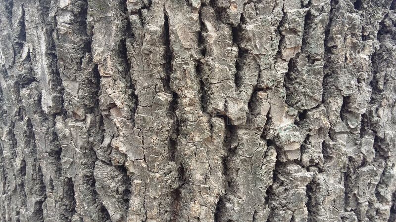 Texture Trunk Bark Cortex Tree Stock Photo - Image of texture, small ...