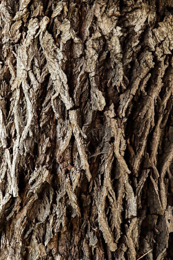 Texture of Weeping Willow Bark Stock Image - Image of texture, nature ...