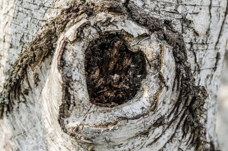 White Birch As a Background. Stock Photo - Image of nature, brown ...