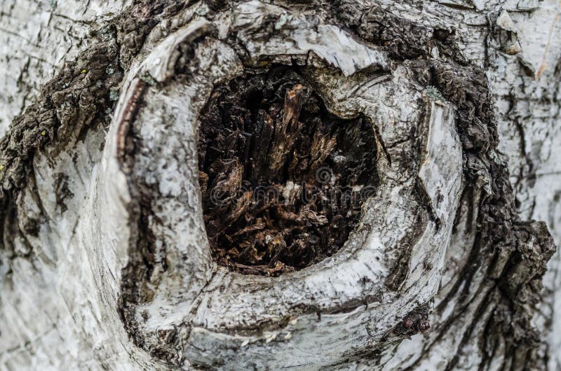 White Birch As a Background. Stock Photo - Image of decoration, natural ...