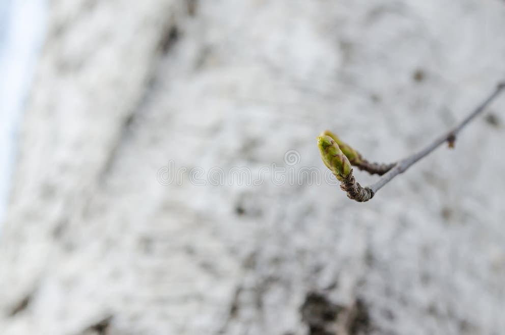 The Texture of the Bark of a White Birch Tree with a Knot. Stock Photo ...