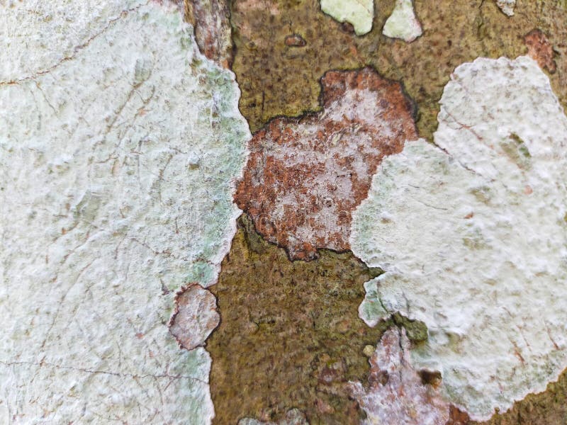 Texture of the Bark of a Wild Tree in the Forest with Various Colored ...
