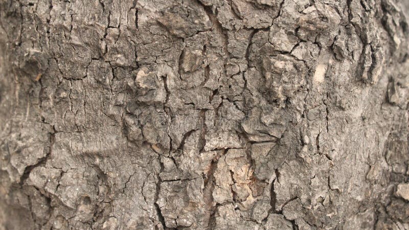 Texture Skin Tree Trunk Wood in Sidewalk Stock Photo - Image of bedrock ...