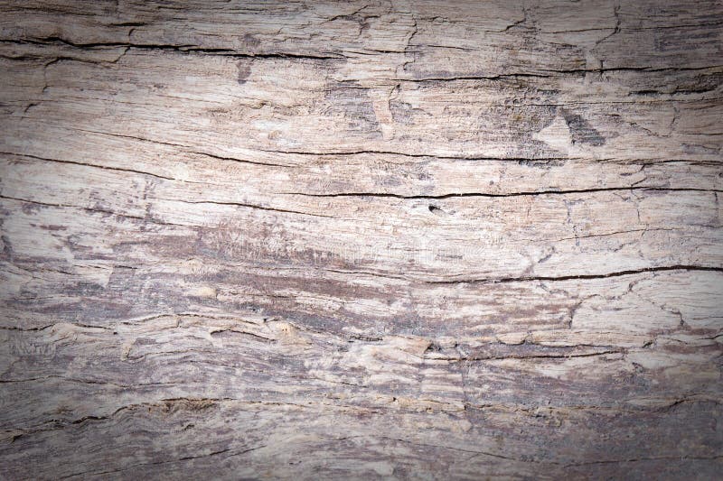 Texture of Bark Wood Use As Natural Background, Surface Eroded B Stock ...
