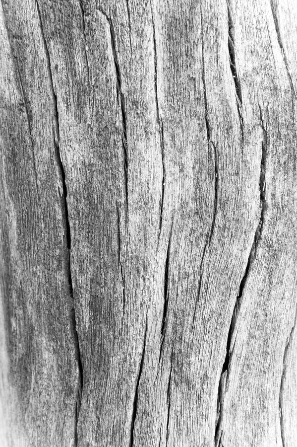 Texture of Bark Wood Use As Natural Background, Surface Eroded B Stock ...