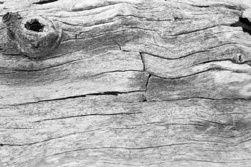 Texture of Bark Wood Use As Natural Background, Surface Eroded B Stock ...