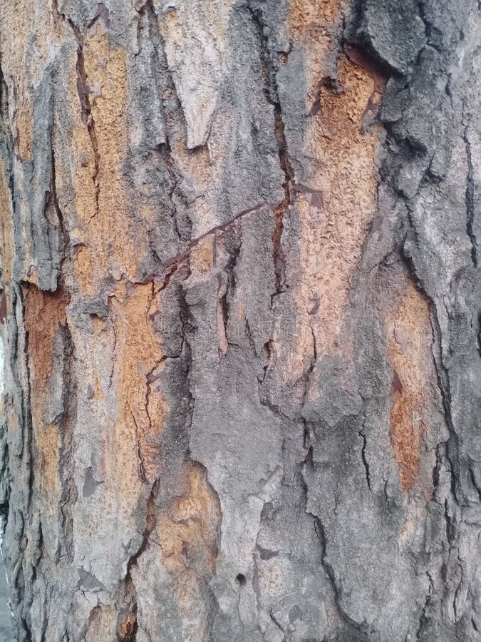 The Texture of the Bark of a 30 Year Old Tree in Front of the Fence ...