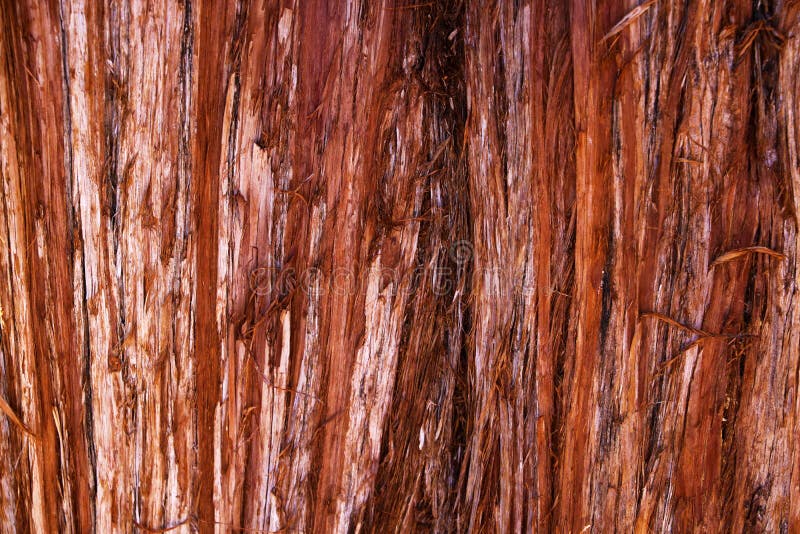 Bark of a Redwood stock photo. Image of pattern, bark - 57329986